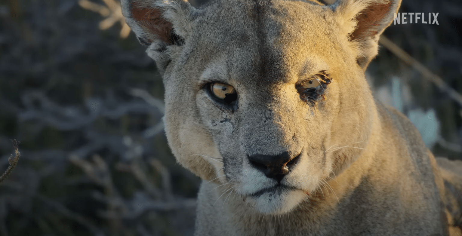 New trailer for Our Planet II - Gadget Advisor